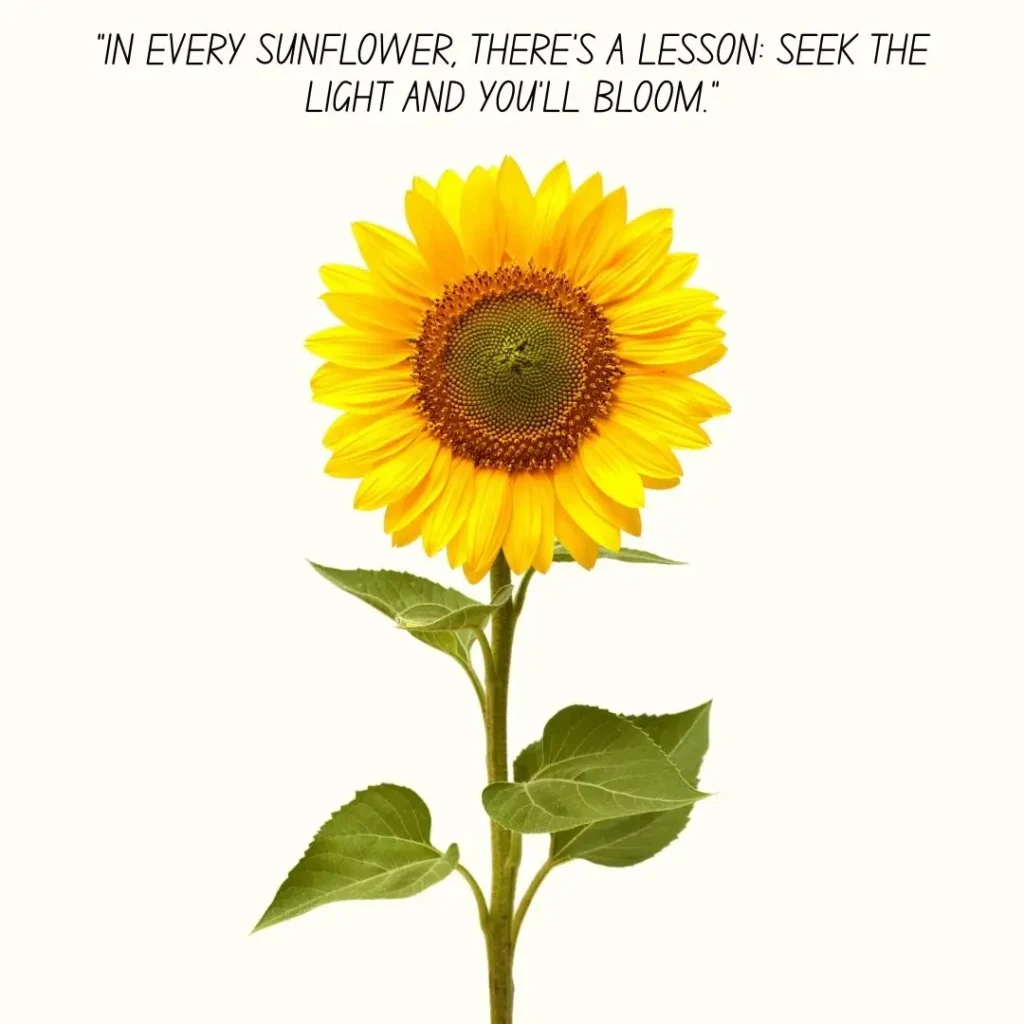Bright and Beautiful Sunflower Quotes to Bring Sunshine to Your Day
